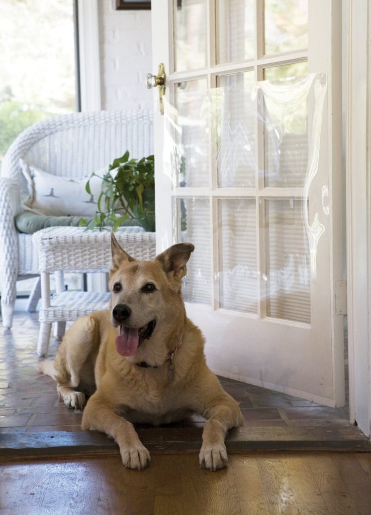 20 things to know about Dog scratching door - house-ideas.org